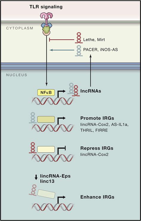 Toll Like Receptors And The Control Of Immunity Cell