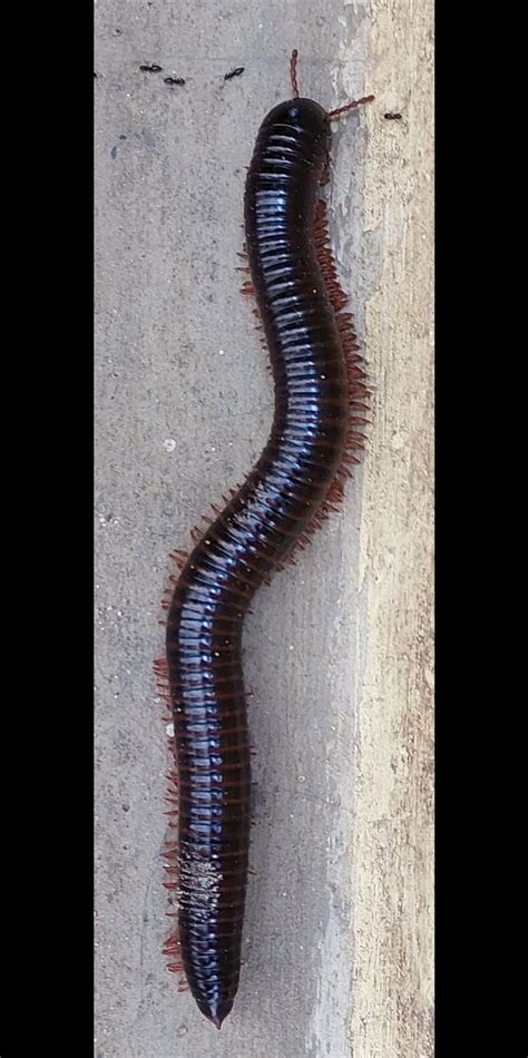 Millipede Q R Millipedes
