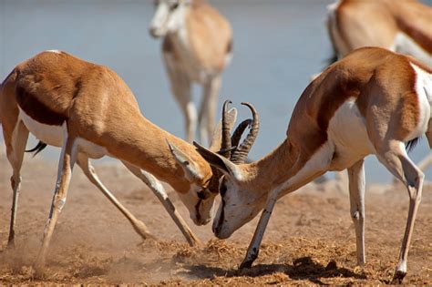 Springboks 사각의 At Okaukuejo 워터홀 에토샤 국립 공원 0명에 대한 스톡 사진 및 기타 이미지 0명