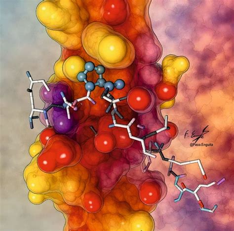 Molecularart Peptide Proline Twist Interaction Pab1 Xray