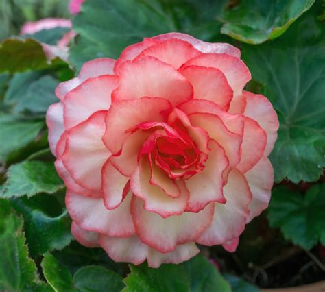 Limitless Sunrise Begonia Berlin Seeds