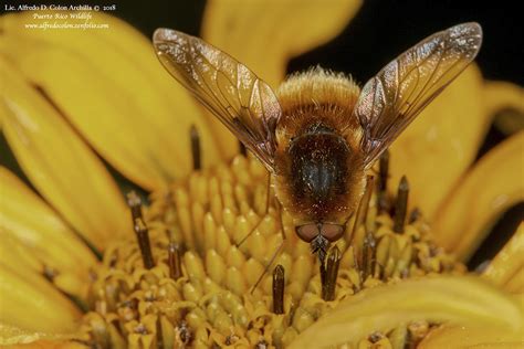 Minnesota Seasons Grasshopper Bee Fly