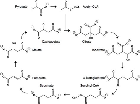 The Structures And Reactions Involved In The Krebs Cycle Download