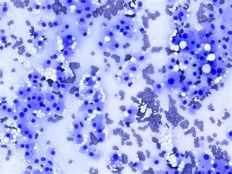 Module 5 1 Cytological Stains Clinical Veterinary Diagnostic Laboratory