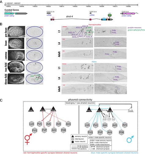 Figures And Data In Ubiquitin Dependent Regulation Of A Conserved Dmrt