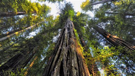 Wood Desktop Wallpaper Redwood Californias Redwood Forests Are A