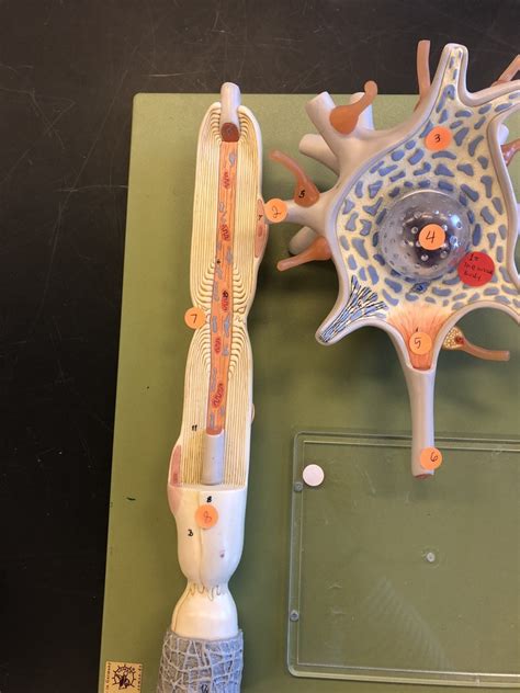 General Neuron Structure Diagram Quizlet