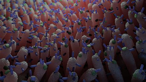 What To Know About The Microbiome And Probiotic Use Medical Education On