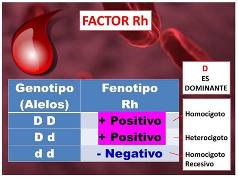 Por Favor No Responas Tonterias Elabore Los Genotipos Y Fenotipos Para