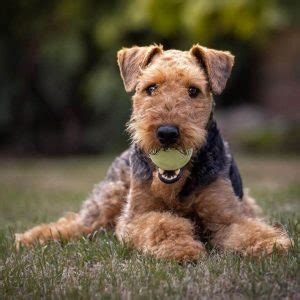10 Fun Facts About Airedale Terriers