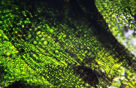 Moss Leaf Under The Microscope Stock Image Image Of Micro Cell