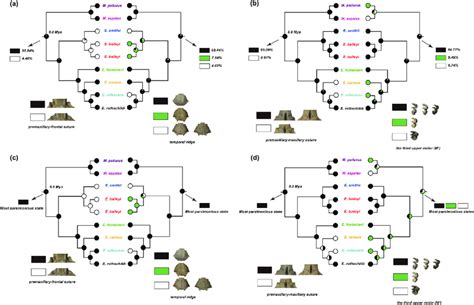 Ancestral State Reconstruction Of Four Morphological Characteristics