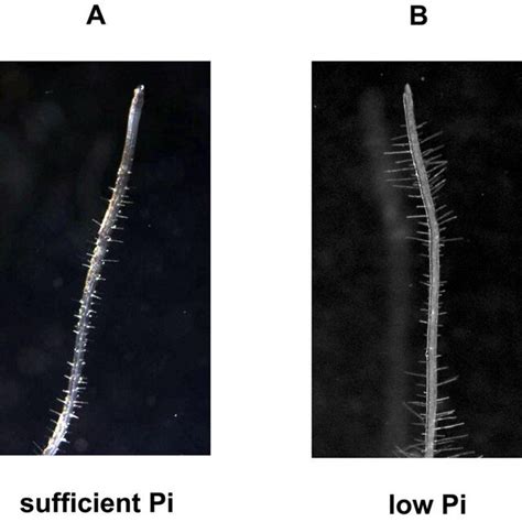 Arabidopsis Root Hairs Morphology Is Affected By Pi Concentration Root
