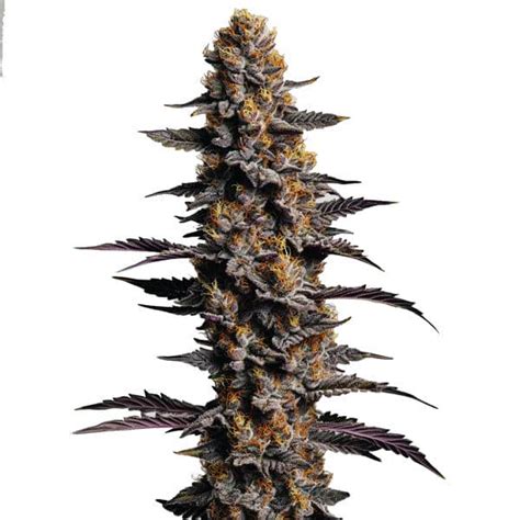 Cookies And Cream Auto 22 Thc Buy Autoflower Seeds