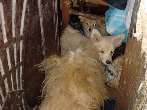 ‘persistent Animal Abuse Co Laois Granny Mary Kelly89 Becomes