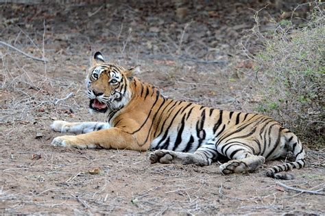 India Saw Record Tiger Deaths This Year Data