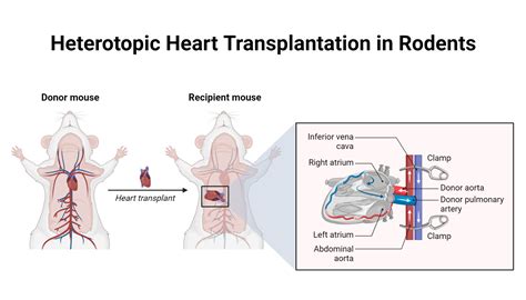 Heterotopic Heart Transplantation In Rodents Biorender Science Templates