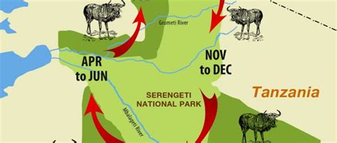 Wildebeest Migration Map