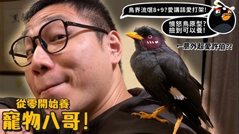 從零開始養八哥 鳥界流氓8 9 愛講話愛打架 意外愛模仿許伯 撿到可以養 憤怒鳥原型 許伯簡芝 YouTube