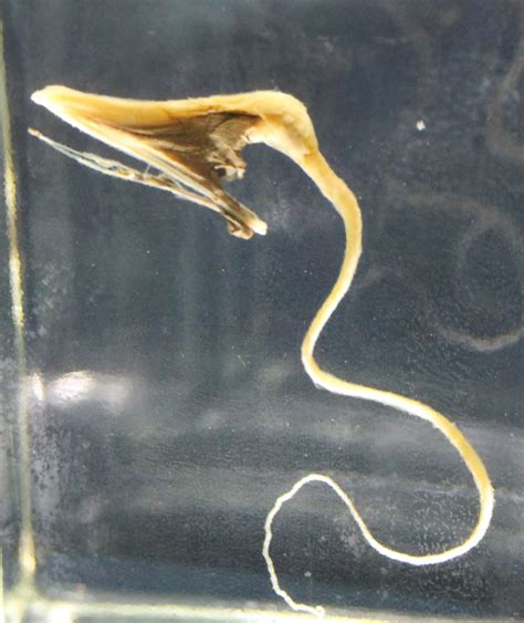Pelican Eel Eurypharynx Pelecanoides Zoochat