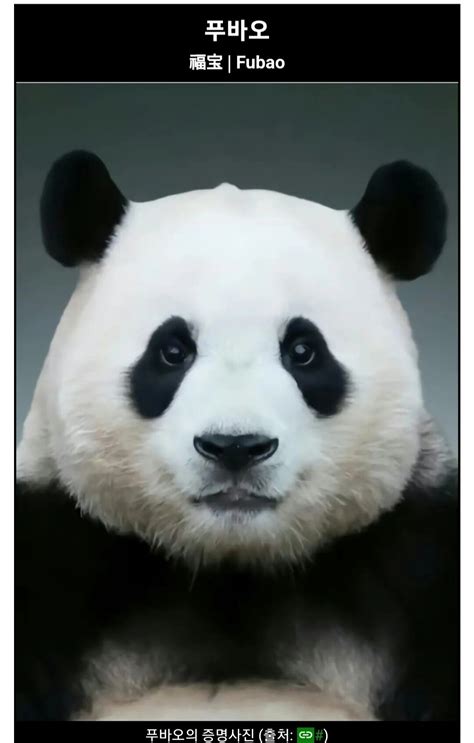 블라인드 블라블라 나무위키에 푸바오 쳐보니까