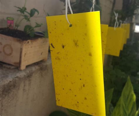 China Customized Printable Pp Insect Sticky Trap Yellow Manufacturers