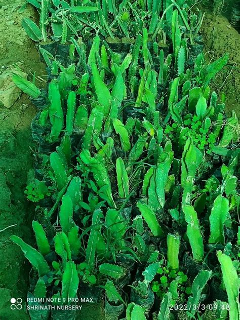 Dragon Fruit Plant At ₹ 25piece Dragon Fruit Plant In Chittorgarh