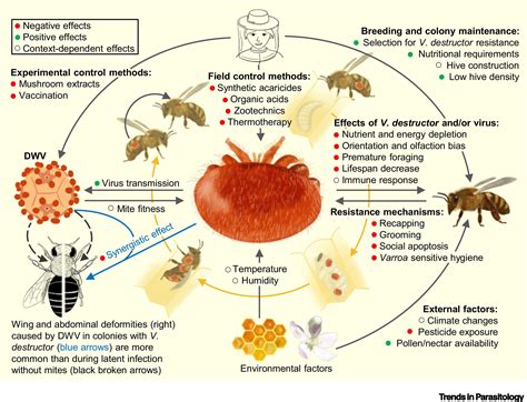 Life Cycle Of Honey Bee Ppt