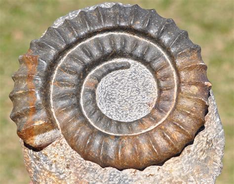 Ultra Rare Anetoceras Ammonite Fossil Trilobite Age Ebay