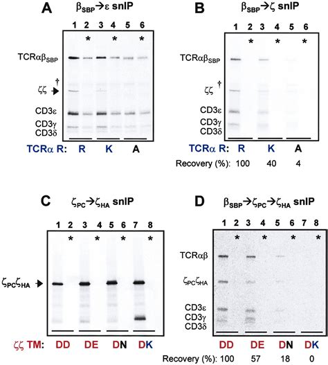 The Organizing Principle In The Formation Of The T Cell Receptor Cd3
