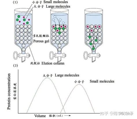 蛋白偶联物纯化和表征方法 知乎