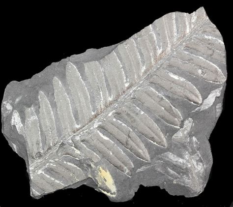 3 4 Fossil Seed Fern Plate Pennsylvania 45482 For Sale