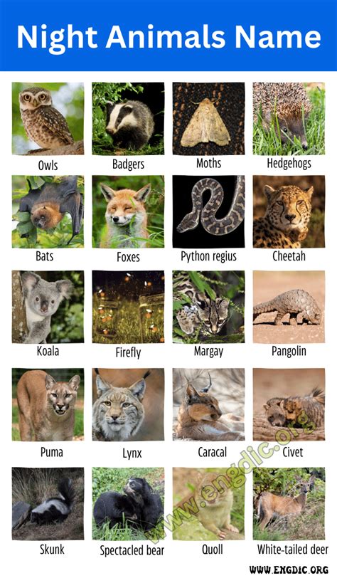 100 Night Animals Name Nocturnal Animals Engdic