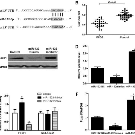Mir 132 Directly Inhibits Foxa1 Expression By Binding To Its 3utr A