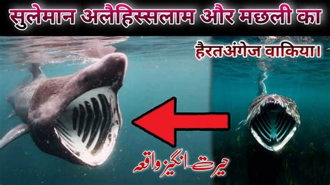 Hazrat Suleman Alaihissalam Aur Machhli Ka Waqia Suleman Alaihissalam Ka Waqia Rahe Jannat