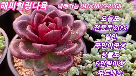 해피힐링다육 전품목 20할인 5만원이상 무료배송 ♡파스텔레온♡체리로즈♡에스터♡별의눈물♡블러디로즈♡라디칸스♡스와베오렌스~~ Youtube