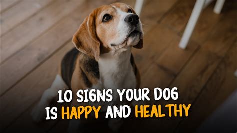 10 Signs Your Dog Is Happy And Healthy