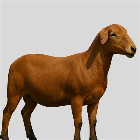 Boer Goats Farming In Africa