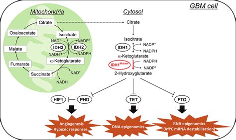 D 2hg Generated By Idh1 Mutation Interferes Various Pathways Resulting