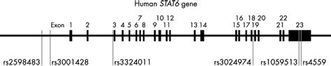 Gene Structure Of Stat6 Showing The Location Of All Snps Genotyped In