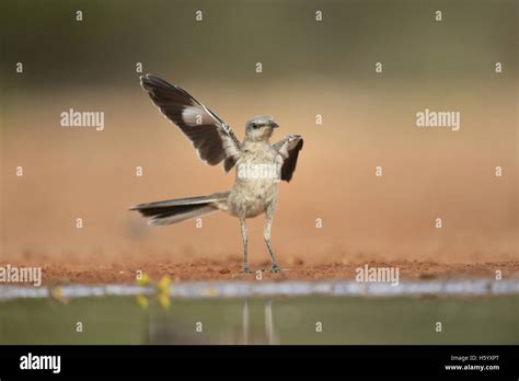 Northern Mockingbird Mimus Polyglottos Immature Waving Wing Rio Grande Valley South Texas