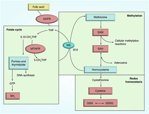 Three Interconnected Critical Metabolic Pathways That Manifest