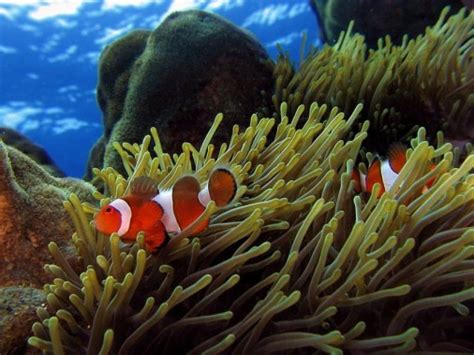 배경 이칸 니모아네모네 물고기물고기흰 동가리해양 생물학수중 621787 Wallpaperuse