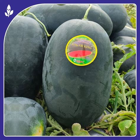White And Green Sagar King F 1 Hybrid Watermelon Seeds Packaging Type