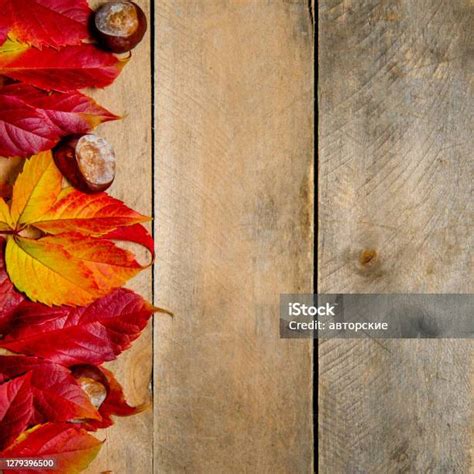 나무 배경에 가을 밝은 노란색 빨간색 잎 복사 공간을 가지고 있습니다 보드로 만든 자연 테이블에 밤과 처녀 포도의 잎의 구성 맨