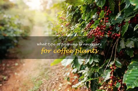 Understanding The Pruning Needs Of Coffee Plants A Guide To Proper