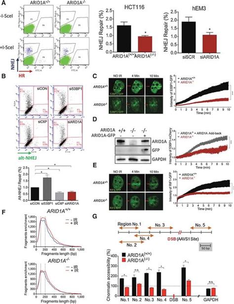 Loss Of Arid1a In Tumor Cells Renders Selective Vulnerability To