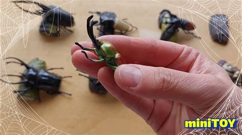 이숲속친구들은누구일까요같이알아보아요하나둘셋풍뎅이사슴벌레beetle Youtube