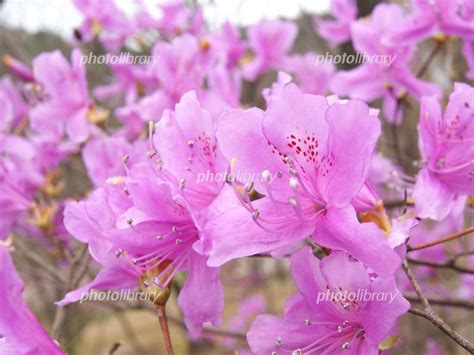 Photolibrary