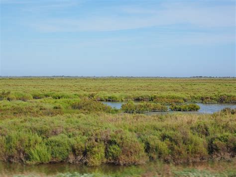 Camargue 카마르그 자연 공원 본 Pixabay의 무료 사진 Pixabay